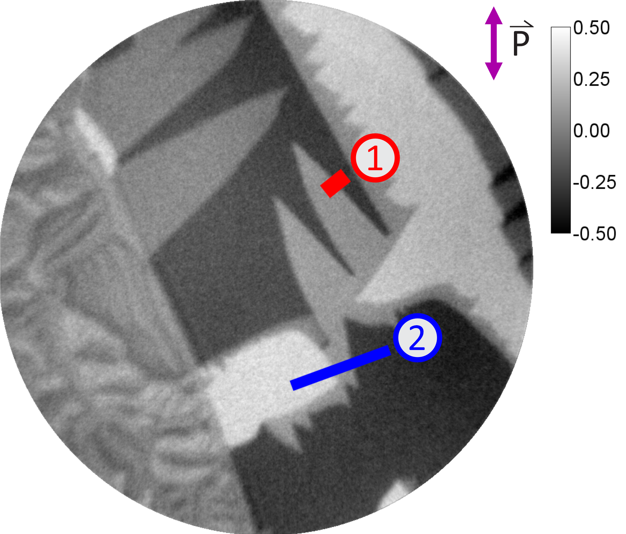 Imaging Spin Filter (Au/Ir) | FOCUS - Instruments for Electron ...